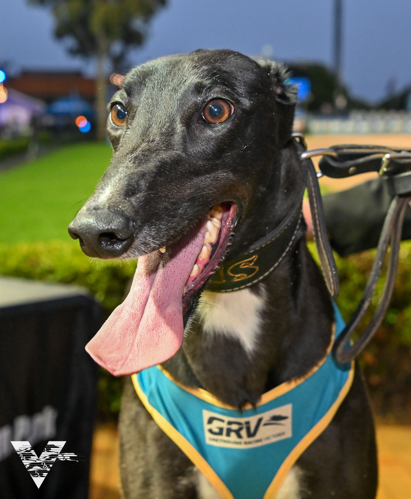 Greyhound Racing Victoria